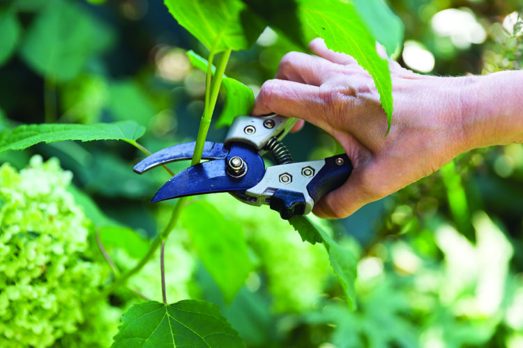How to Make a Nature Trail – Mother Earth News